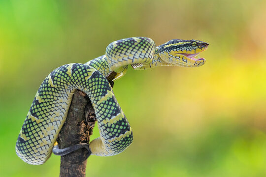 "Pit Viper" Images – Browse 8,054 Stock Photos, Vectors, and Video ...