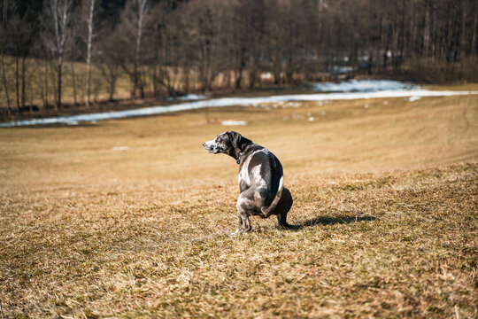 "Dog Pooping" Images – Browse 539 Stock Photos, Vectors, and Video ...