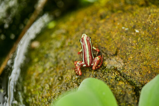 "Sapo Bilder – Durchsuchen 2,462 Archivfotos, Vektorgrafiken und Videos ...