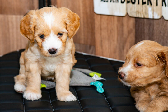 Imagens de Revier – Explore Fotografias do Stock, Vetores e Vídeos de ...