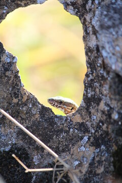 Imágenes de Guetter: descubre bancos de fotos, ilustraciones, vectores ...