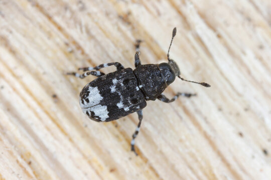 รูปภาพAnthribidae – เลือกดูภาพถ่ายสต็อก เวกเตอร์ และวิดีโอ135 | Adobe Stock