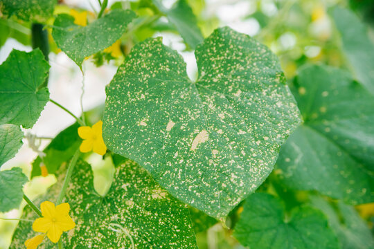 Cireux Images – Parcourir 14,476 le catalogue de photos, vecteurs et ...