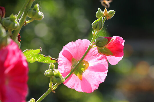 รูปภาพBauernrose – เลือกดูภาพถ่ายสต็อก เวกเตอร์ และวิดีโอ680 | Adobe Stock