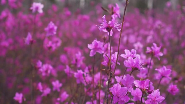 Bagulnik Images – Browse 465 Stock Photos, Vectors, and Video | Adobe Stock