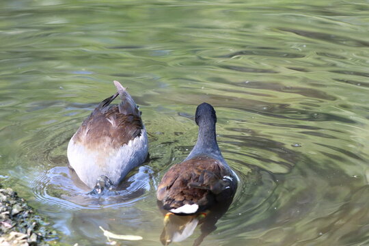 Waddle 이미지 – 찾아보기 7,449 스톡 사진, 벡터 및 비디오 | Adobe Stock
