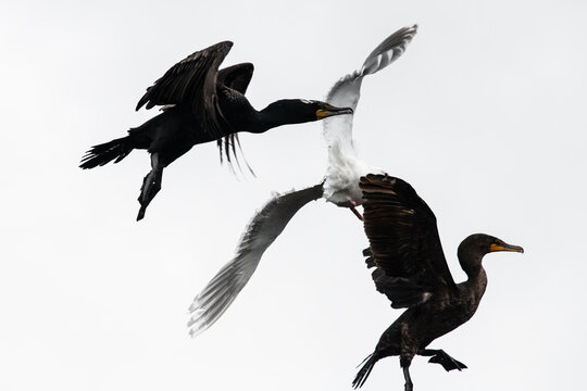 Kormorane Images – Parcourir 1,717 le catalogue de photos, vecteurs et ...