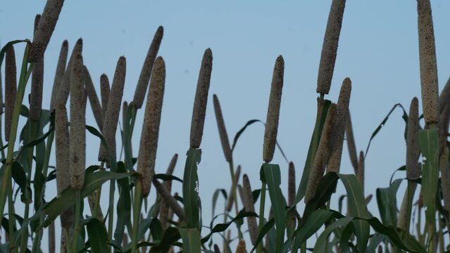 Bajra Images – Browse 1,530 Stock Photos, Vectors, and Video | Adobe Stock