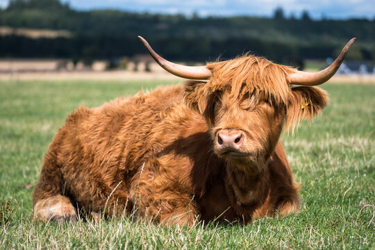 รูปภาพ"Scottish Cattle" – เลือกดูภาพถ่ายสต็อก เวกเตอร์ และวิดีโอ358 ...