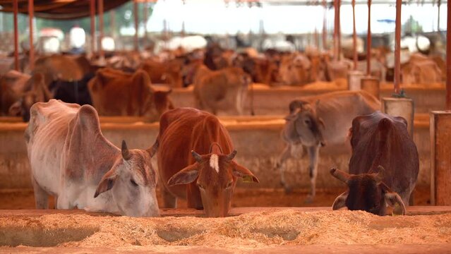 Gaushala Images – Browse 123 Stock Photos, Vectors, and Video | Adobe Stock