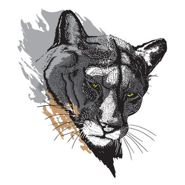 Puma Face Drawing