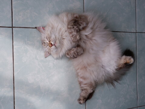 รูปภาพ"Lazy Cat" – เลือกดูภาพถ่ายสต็อก เวกเตอร์ และวิดีโอ1,121 | Adobe ...