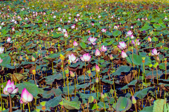 Piseth photos, images, assets | Adobe Stock