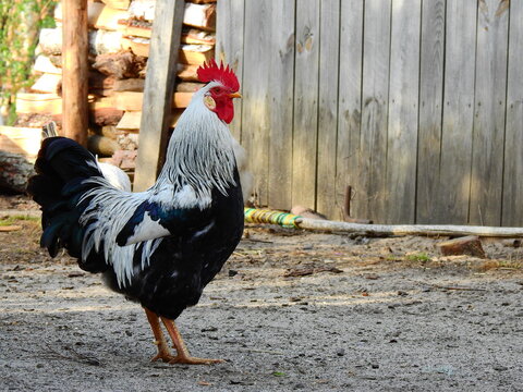 Imágenes de Kogut: descubre bancos de fotos, ilustraciones, vectores y ...