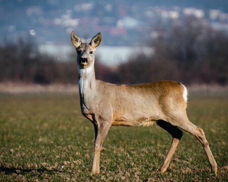 Cervidae Images – Browse 1,049,100 Stock Photos, Vectors, and Video ...
