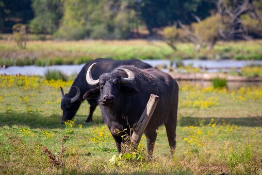 "Water Ox"-Bilder: Stock-Fotos & -Videos. | Adobe Stock