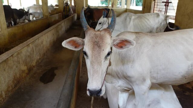 Gaushala Images – Browse 123 Stock Photos, Vectors, and Video | Adobe Stock