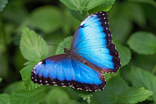 "Common Morpho" Images – Browse 203 Stock Photos, Vectors, and Video ...