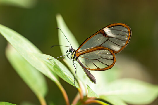 รูปภาพGlasswing – เลือกดูภาพถ่ายสต็อก เวกเตอร์ และวิดีโอ1,021 | Adobe Stock