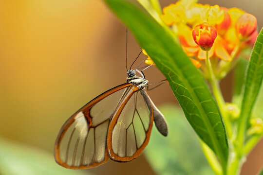 รูปภาพGlasswing – เลือกดูภาพถ่ายสต็อก เวกเตอร์ และวิดีโอ1,021 | Adobe Stock
