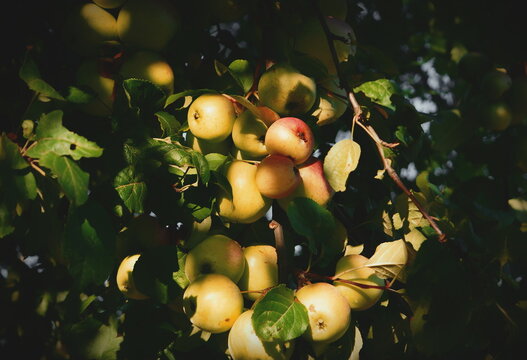 "Sorb Apple" Bilder – Durchsuchen 1,302 Archivfotos, Vektorgrafiken und ...