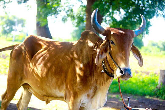 Polaa Bilder – Durchsuchen 118 Archivfotos, Vektorgrafiken und Videos ...