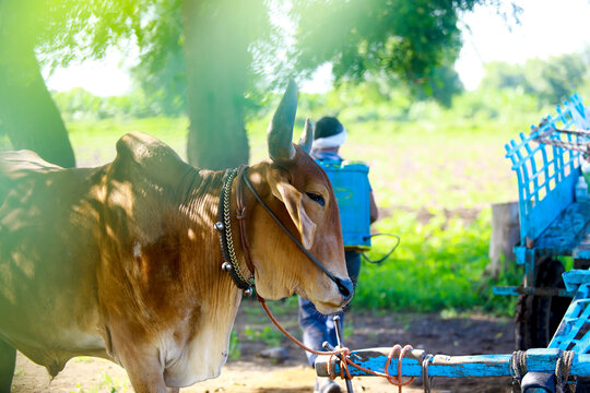 Polaa Bilder – Durchsuchen 118 Archivfotos, Vektorgrafiken und Videos ...