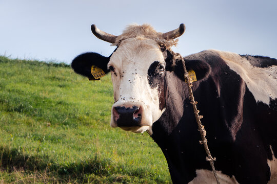 Krowa-Bilder: Stock-Fotos & -Videos. | Adobe Stock