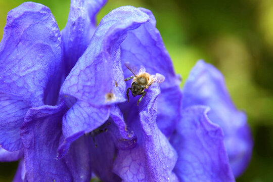รูปภาพWolfsbane – เลือกดูภาพถ่ายสต็อก เวกเตอร์ และวิดีโอ1,095 | Adobe Stock