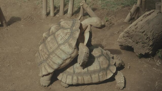 "Asian Forest Tortoise" Images – Browse 651 Stock Photos, Vectors, and ...