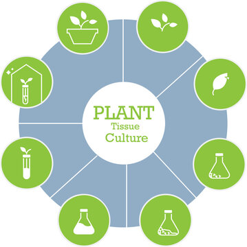 "Tissue Culture" Images – Browse 1,934 Stock Photos, Vectors, and Video ...