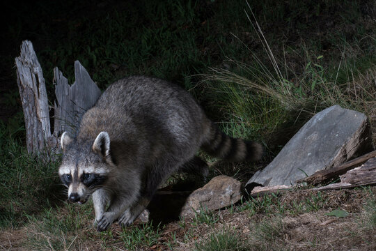 Raccoon At Night