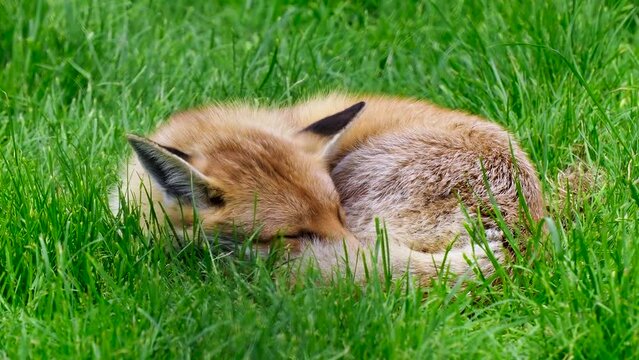 Baby Fox Sleeping On Car