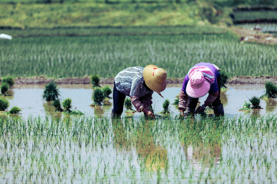 Riziculture Bilder – Durchsuchen 530 Archivfotos, Vektorgrafiken und ...