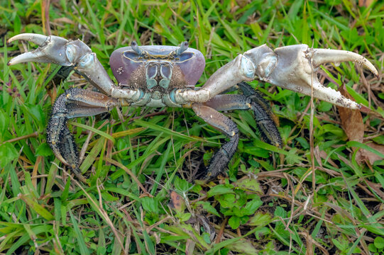 Tupa Bilder – Durchsuchen 72 Archivfotos, Vektorgrafiken und Videos ...