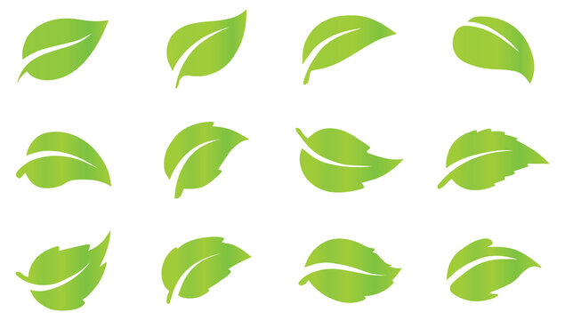 Green Leaf Vector