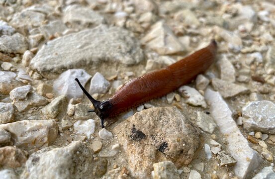 "Snail Mail Images – Parcourir 6,275 le catalogue de photos, vecteurs ...