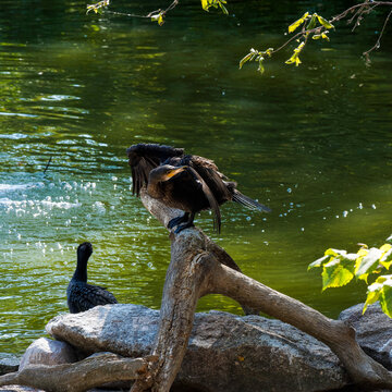 Cormoran Bilder – Durchsuchen 4,874 Archivfotos, Vektorgrafiken und ...