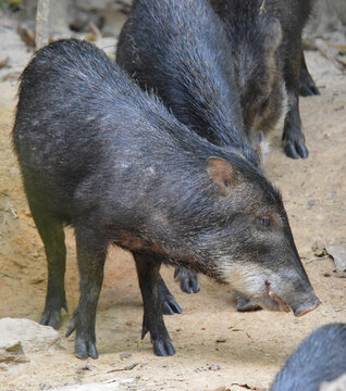 Tayassuidae bilder – Bläddra bland 2,752 stockfoton, vektorer och ...