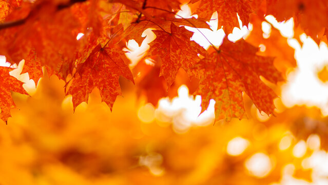 "Fall Background" 이미지 – 찾아보기 16,830 스톡 사진, 벡터 및 비디오 | Adobe Stock