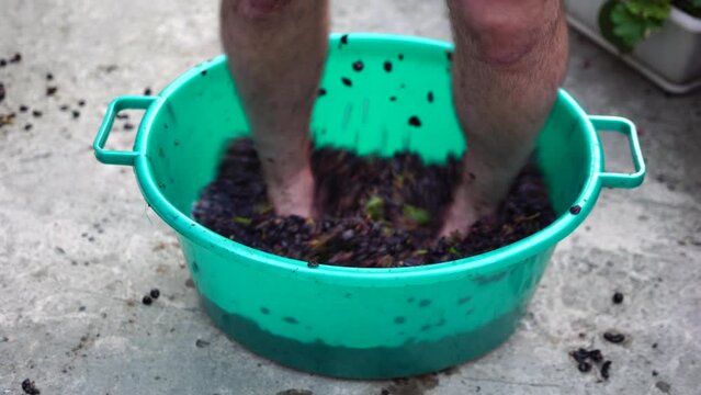 Grape-Stomping Imagens – Procure 226 fotos, vetores e vídeos | Adobe Stock