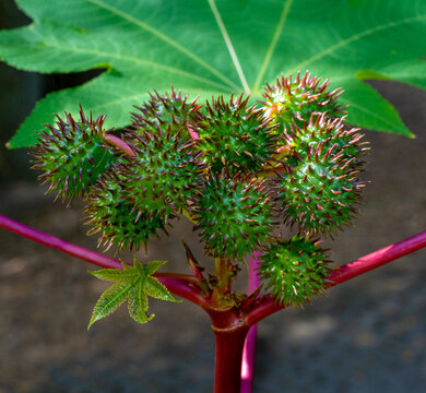 Rizinusstrauch Bilder – Durchsuchen 794 Archivfotos, Vektorgrafiken und ...