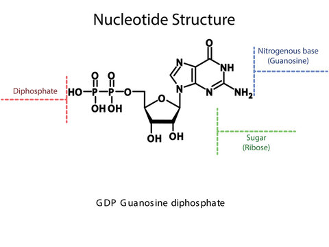 Gdp Molecule