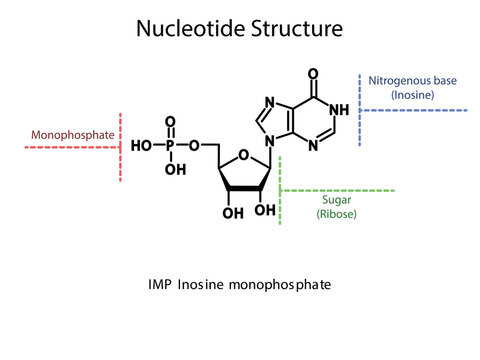 Inosine Monophosphate