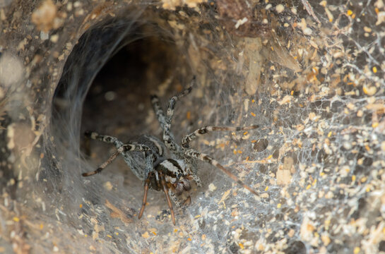 Funnel Web Spider Nest