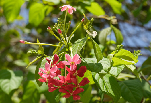 Niyog-Niyogan Images – Browse 1,744 Stock Photos, Vectors, and Video ...