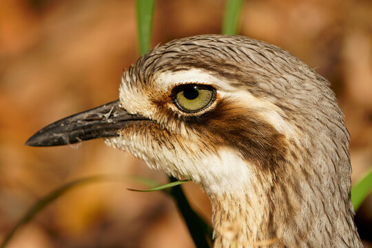 Inconspicuous Images – Browse 2,579 Stock Photos, Vectors, and Video ...