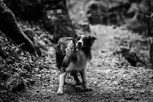 Céline Tails photos, images, assets | Adobe Stock