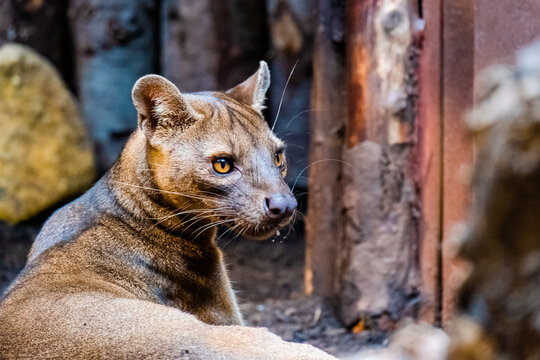 Fossa Bilder – Durchsuchen 4,351 Archivfotos, Vektorgrafiken und Videos ...