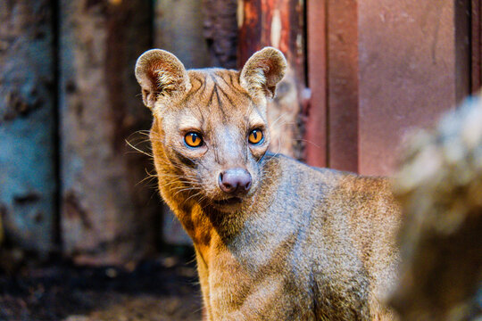 Fossa Bilder – Durchsuchen 4,351 Archivfotos, Vektorgrafiken und Videos ...